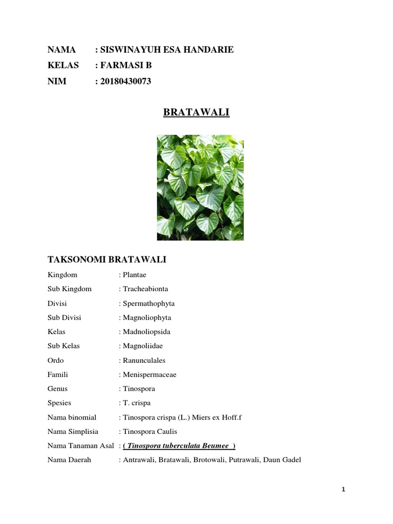 Taksonomi dan Manfaat Bratawali | PDF