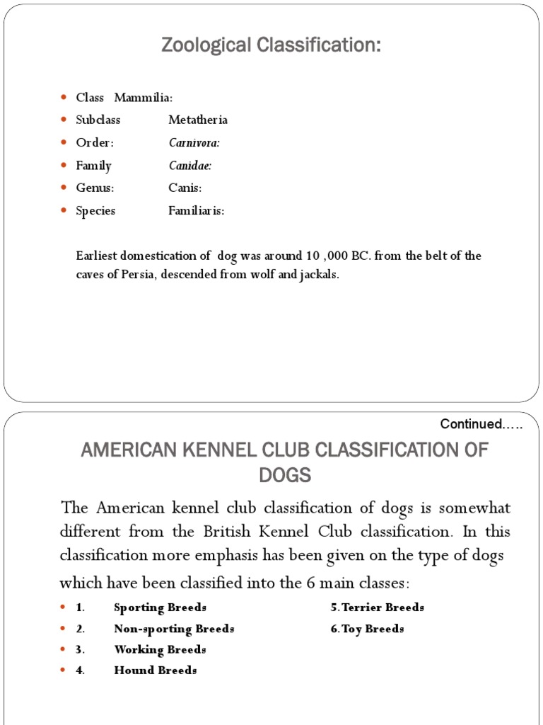 Zoological Classification:: Carnivora: Canidae | PDF | Terriers | Poodle