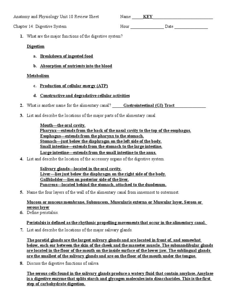 Anatomy and Physiology Unit 10 Review Sheet KEY 2016 | PDF | Human ...