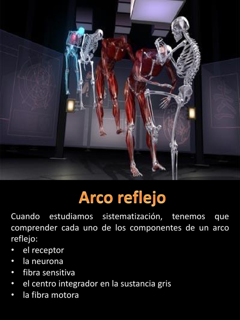 Componentes del Arco Reflejo | PDF | Unión neuromuscular | Músculo