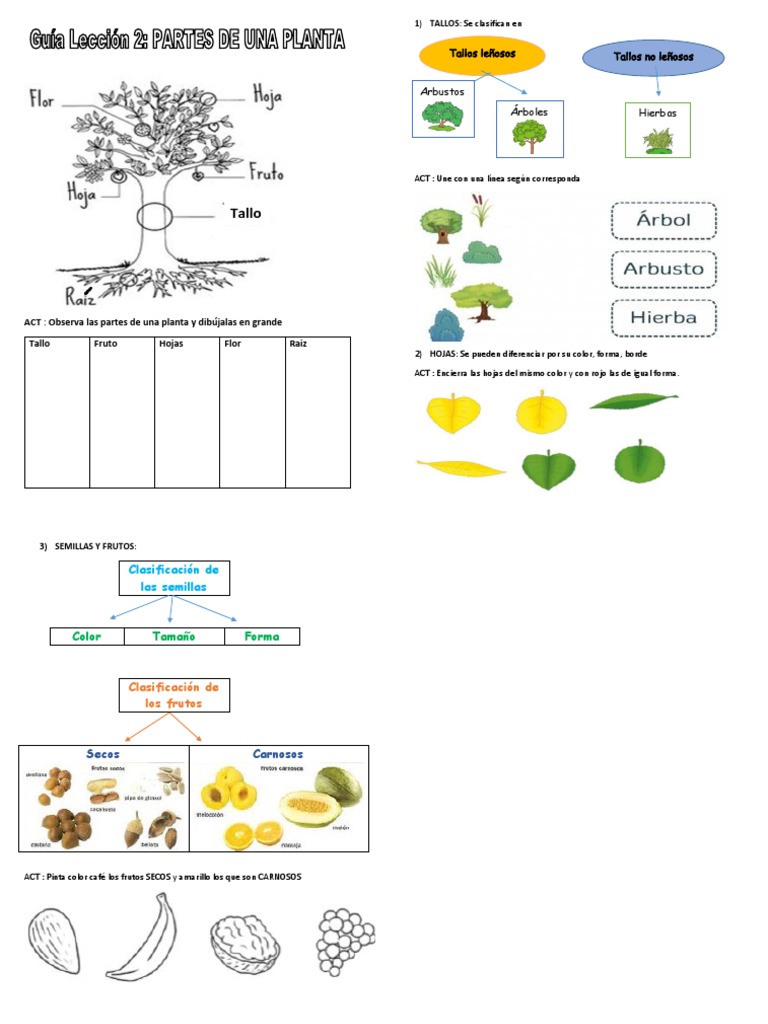 11 Guia Oa3 Partes de Un Arbol | PDF