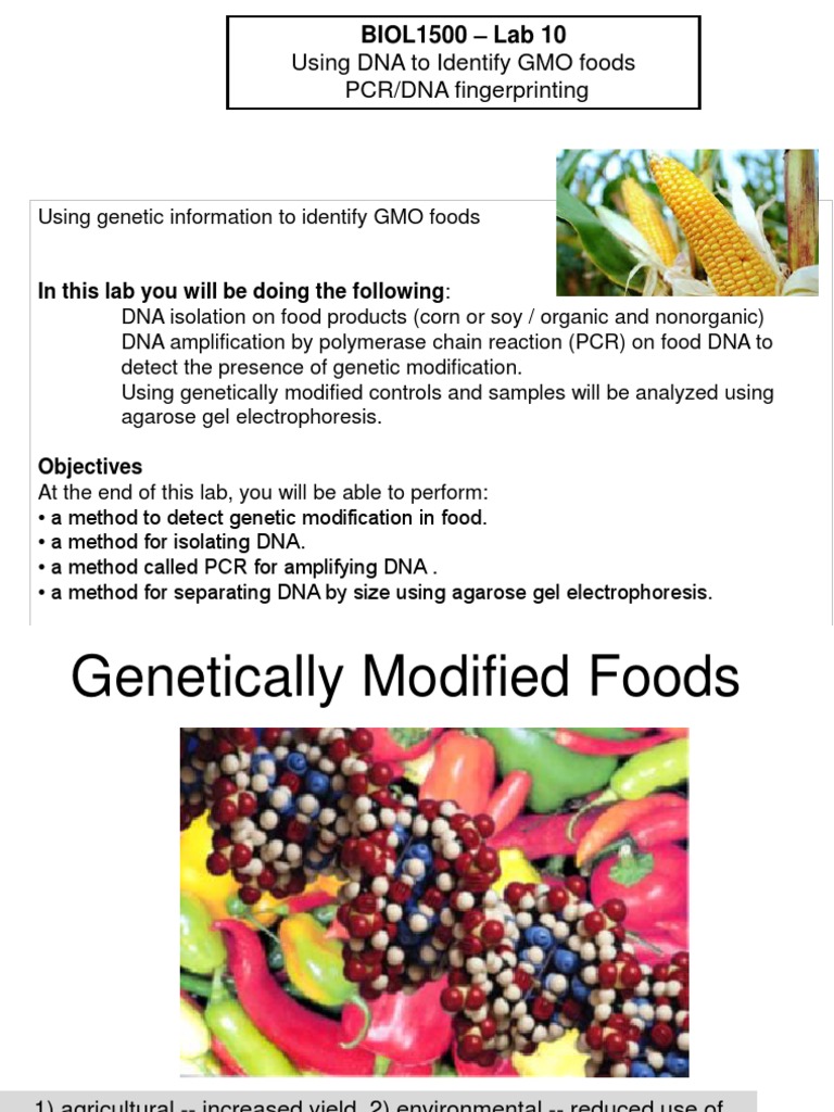 Using DNA To Identify GMO Foods PCR/DNA Fingerprinting: BIOL1500 - Lab ...