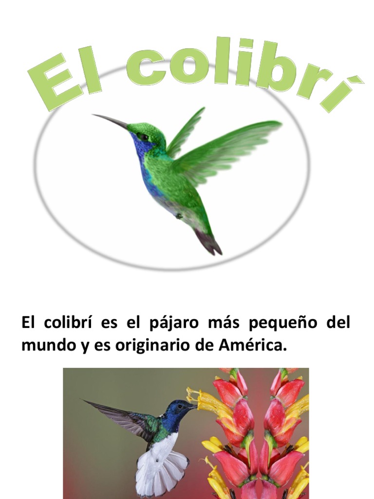 El Colibrí - Texto Informativo | PDF