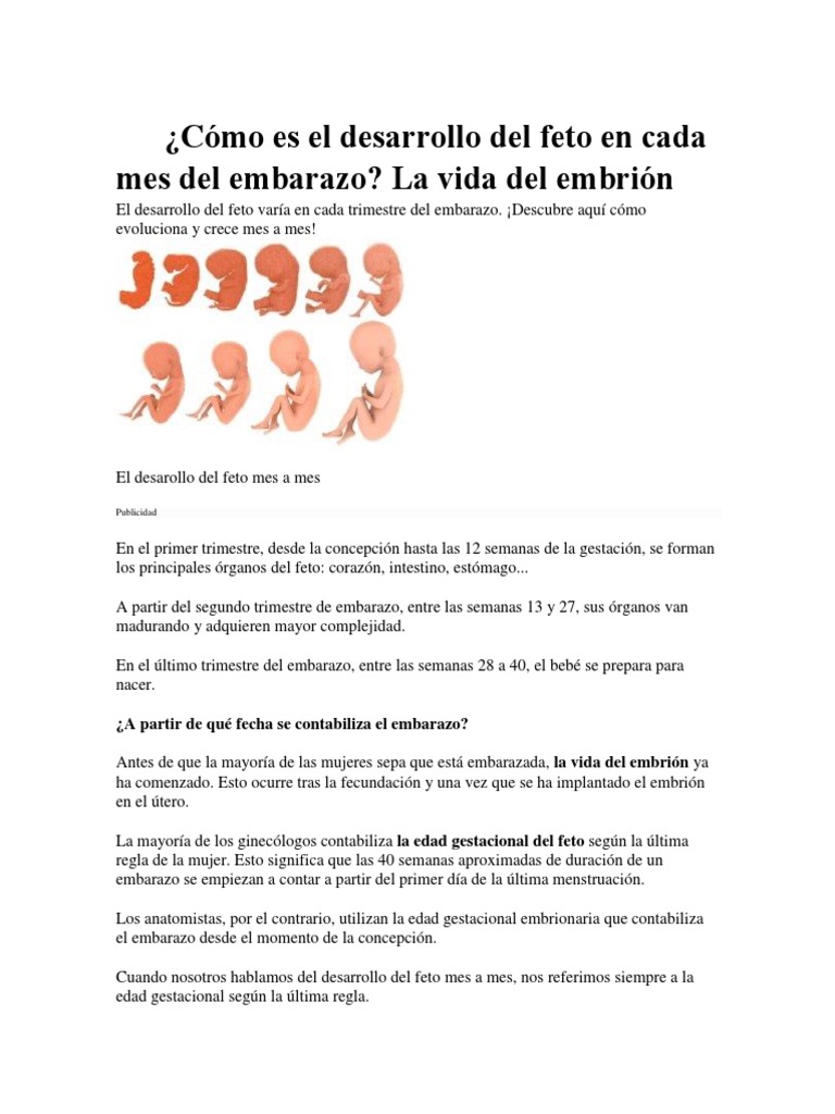 Cómo Es El Desarrollo Del Feto en Cada Mes Del Embarazo | PDF | Feto ...