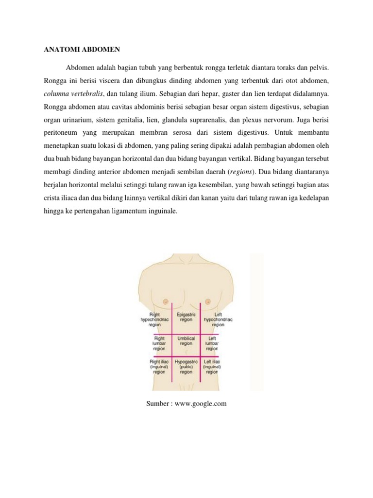 Vaskularisasi Dinding Abdomen | PDF