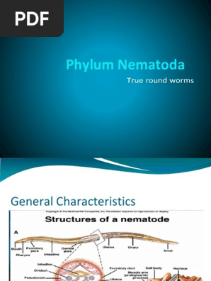 Phylum Nematoda Characteristics