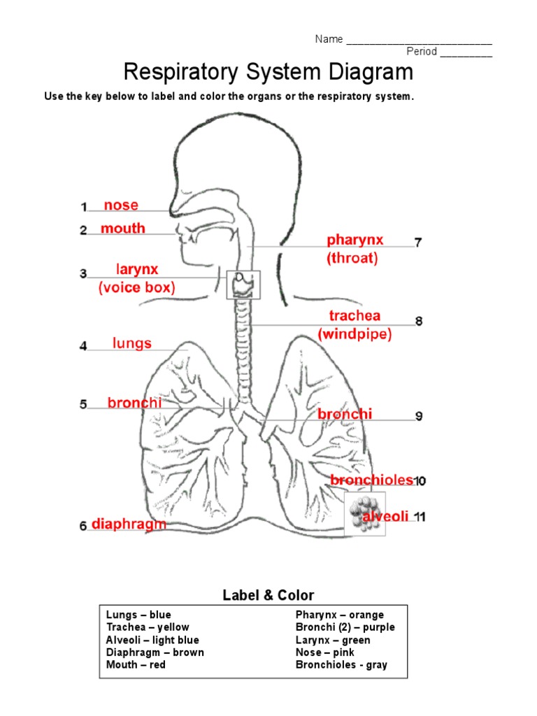 Respiratory System Notes - KEY | Download Free PDF | Respiratory Tract ...