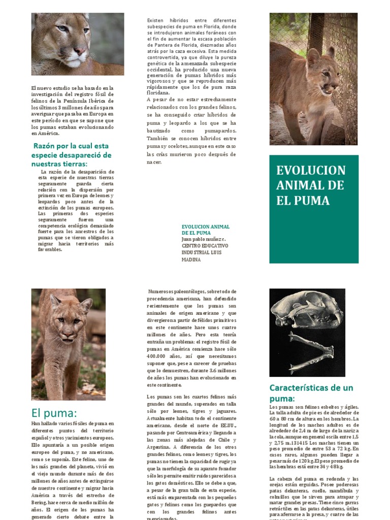 Puma | PDF | Puma | Felidae