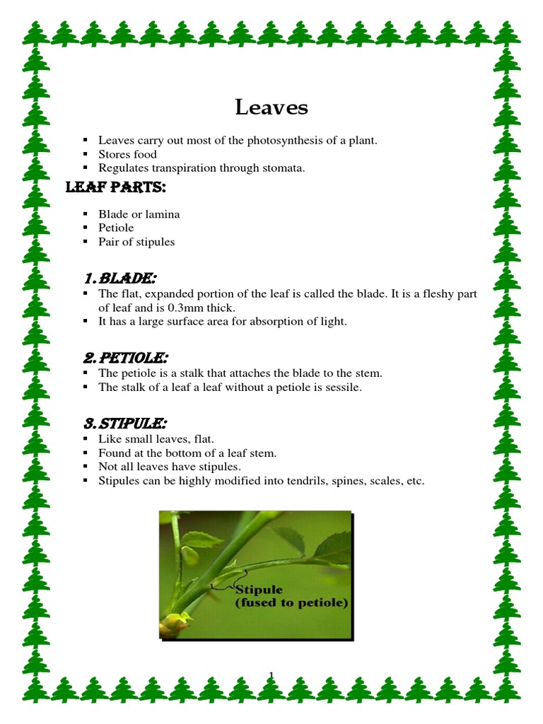 The Anatomy and Characteristics of Leaves: A Comprehensive Guide to ...