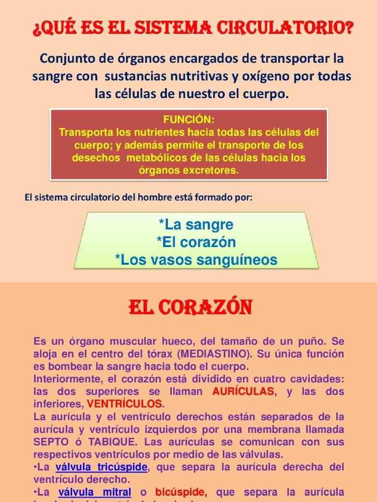 Diapositivas Del Sistema Circulatorio | PDF