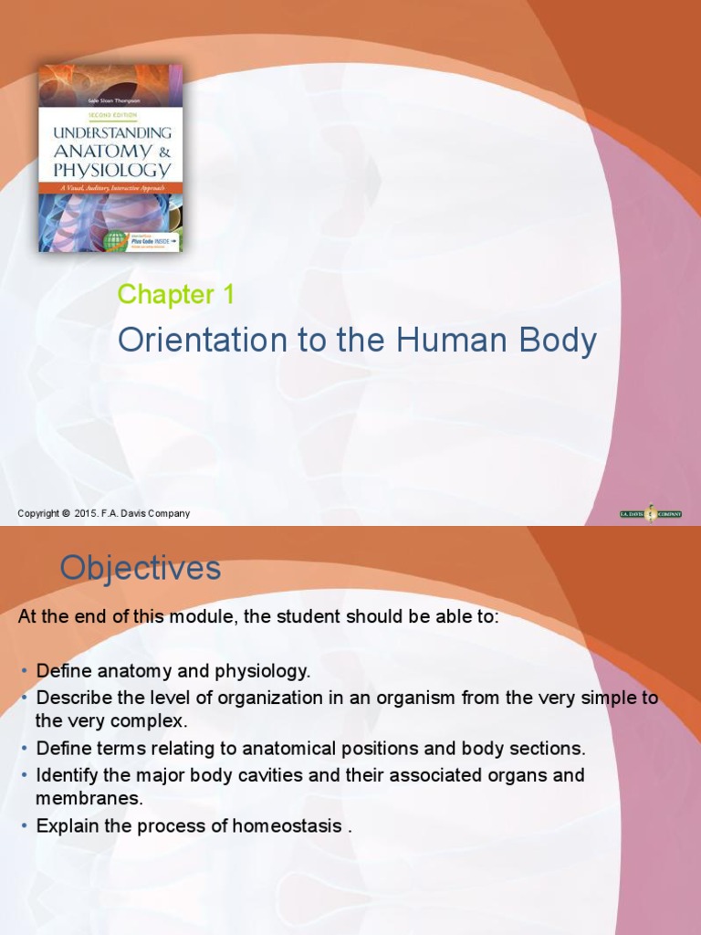 Ch01 Orientation To The Human Body | PDF | Abdomen | Anatomical Terms ...