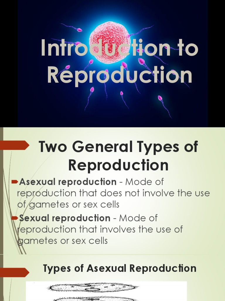 Introduction To Reproduction | PDF | Sexual Reproduction | Fertilisation