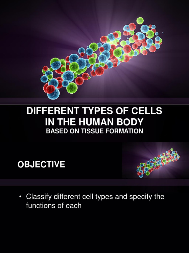 Different Types of Cells in The Human Body: Based On Tissue Formation ...
