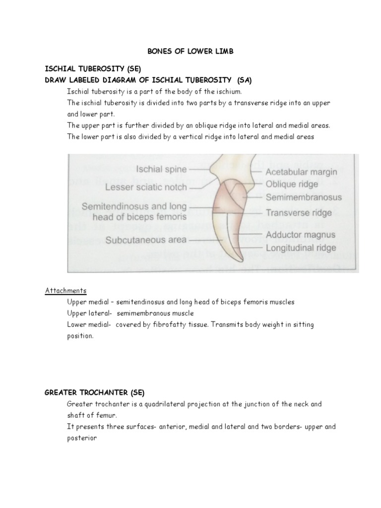 Bones of Lower Limb Ischial Tuberosity (Se) Draw Labeled Diagram of ...