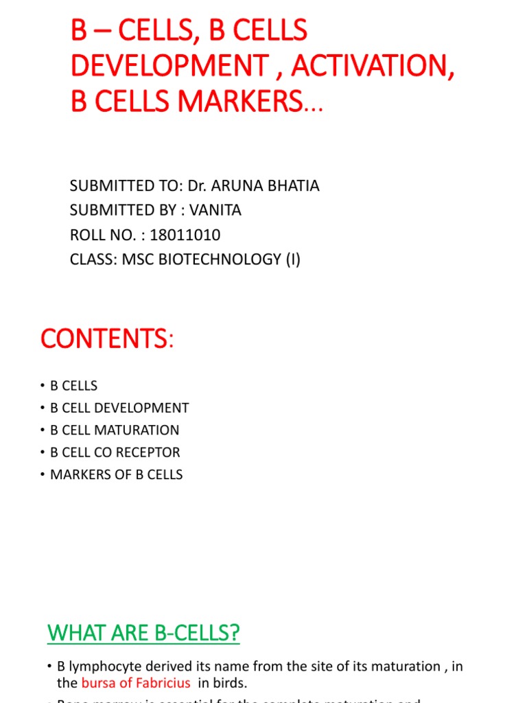 B - Cells, B Cells Development, Activation, B Cells Markers | PDF | B ...