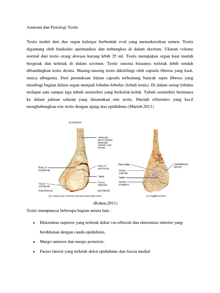 Anatomi Dan Fisiologi Testis | PDF