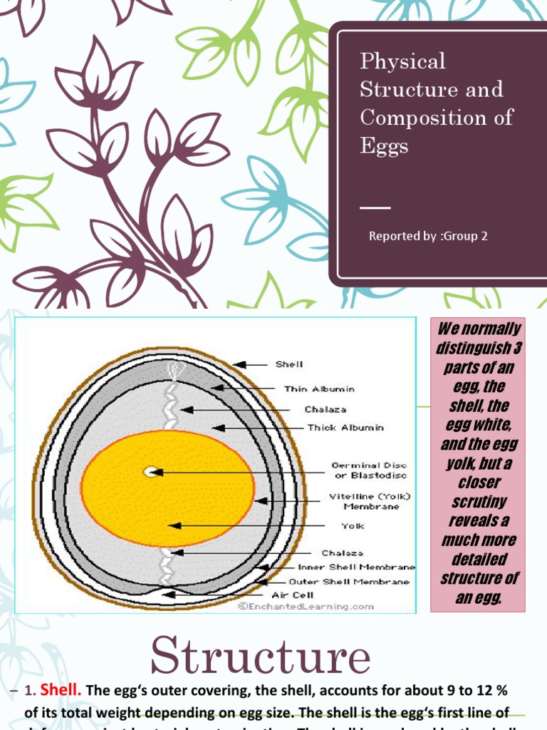 Physical Structure and Composition of Eggs: Reported By:group 2 | PDF ...