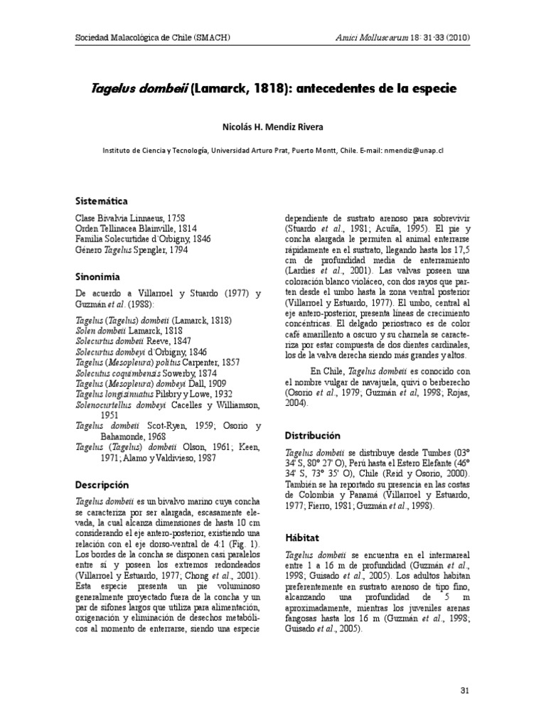 Tagelus Dombeii 1 | PDF | Chile | Zoología