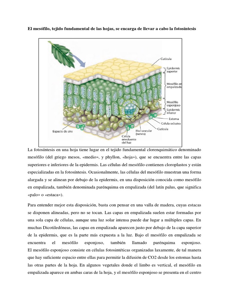 El Mesófilo | PDF | Hoja | Tallo de la planta