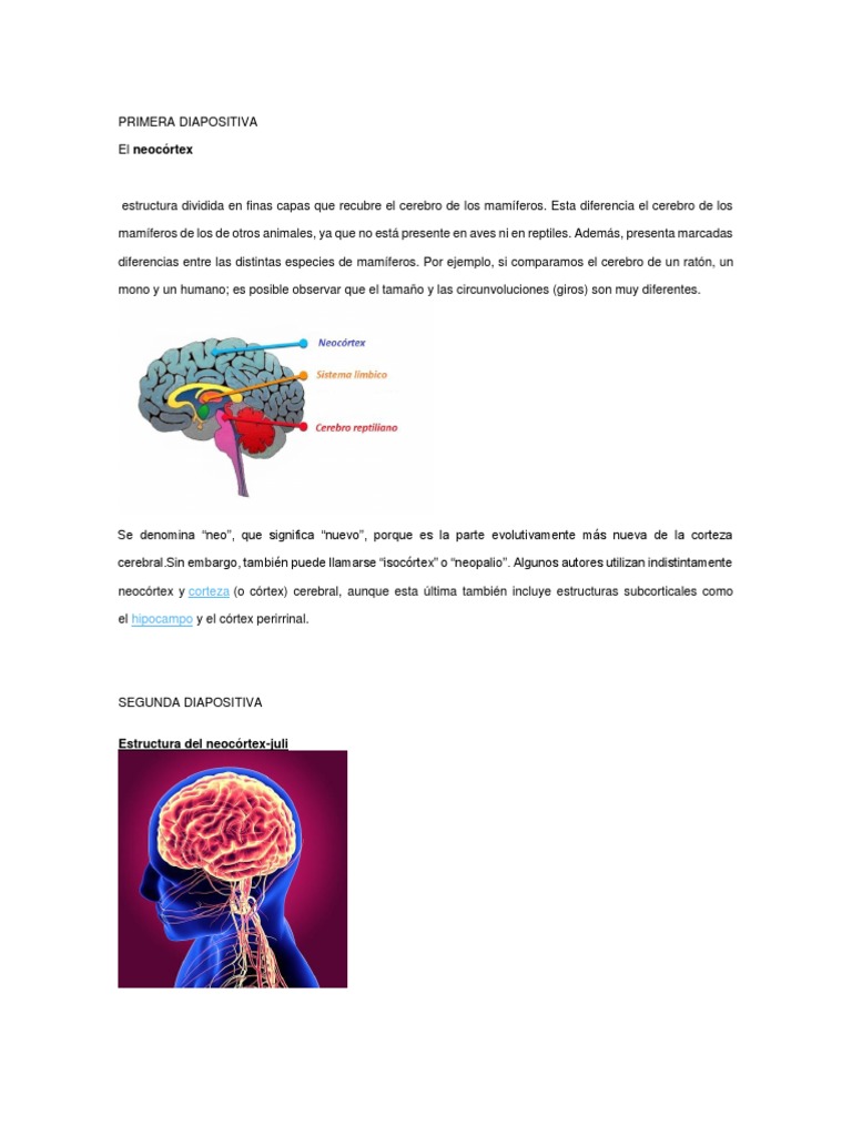 Introducción a la estructura y funciones del neocórtex | PDF | Neocortex | Corteza cerebral