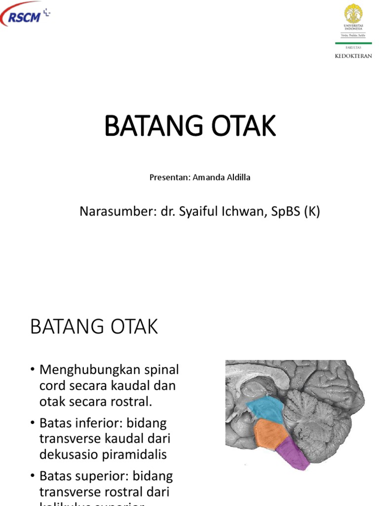 Brainstem (Batang Otak) | PDF
