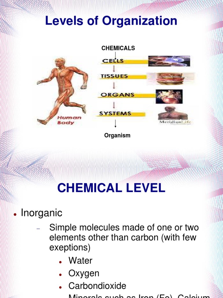 Levels of Organization: Chemicals | PDF