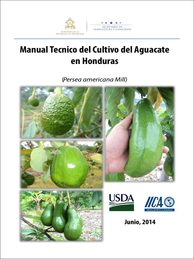 Manual Del Aguacate | PDF | Aguacate | Injerto