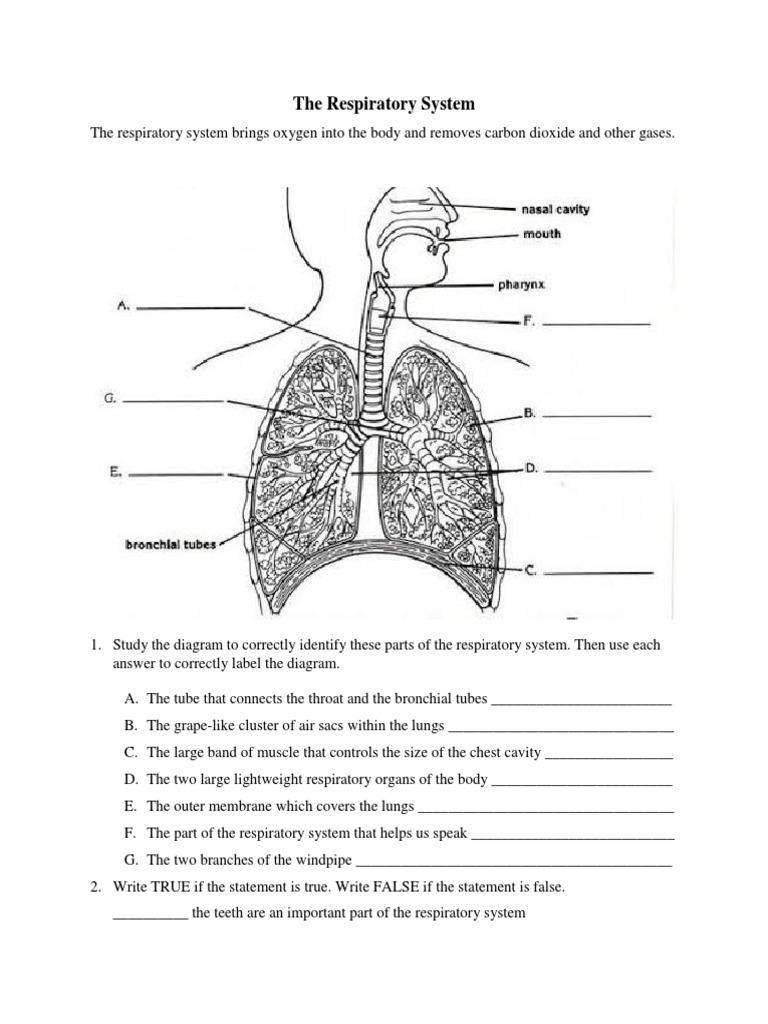 The Respiratory System Activity | PDF
