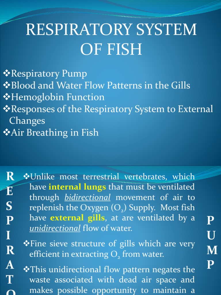 Fish Respiratory System | PDF
