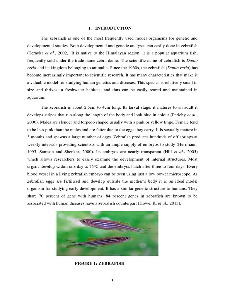 Project Thesis | PDF | Developmental Biology | Model Organism