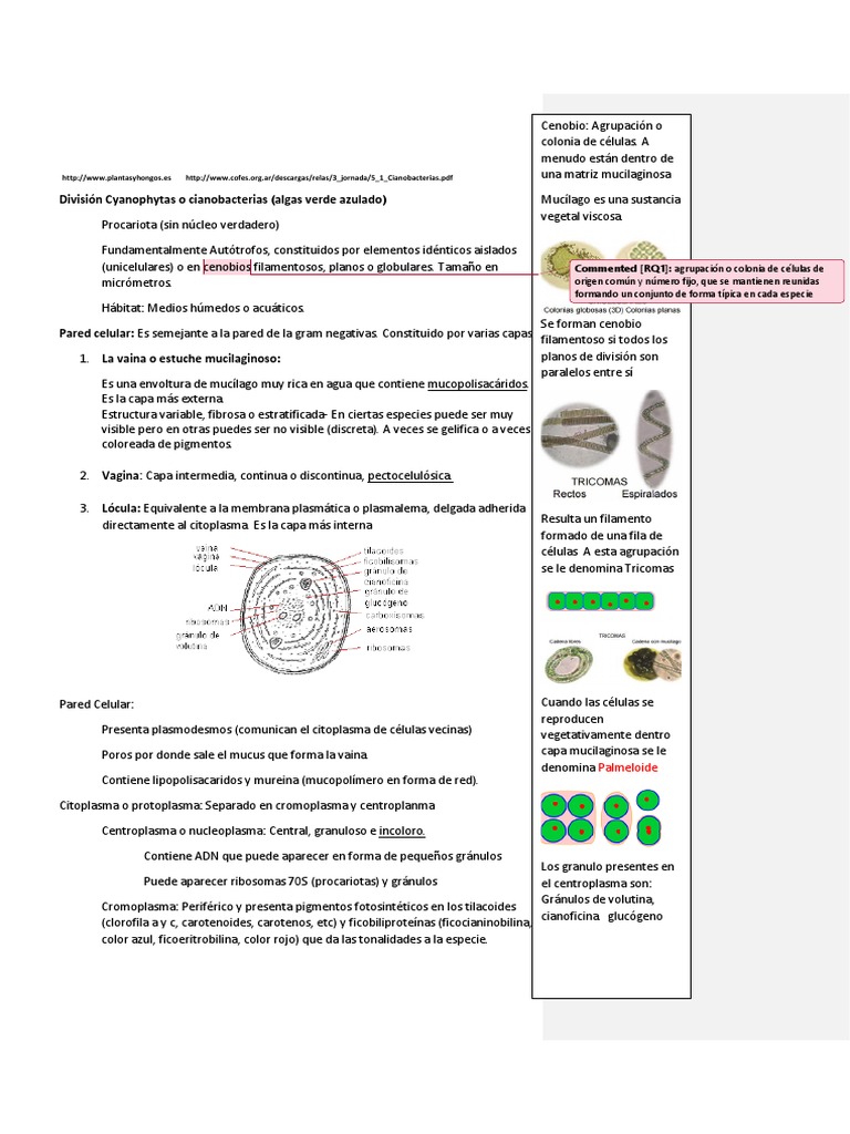Cianofitas o Cianobacterias (Laboratio N°2) | PDF | Biología | Organismos