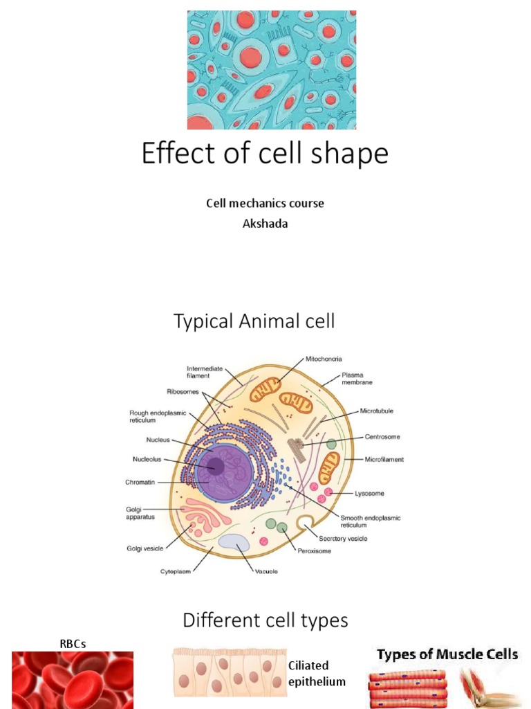 Effect of Cell Shape: Cell Mechanics Course Akshada | PDF | Science ...