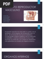 Anatomia y Fisiologia de Aparato Reproductor Del Gallo | PDF