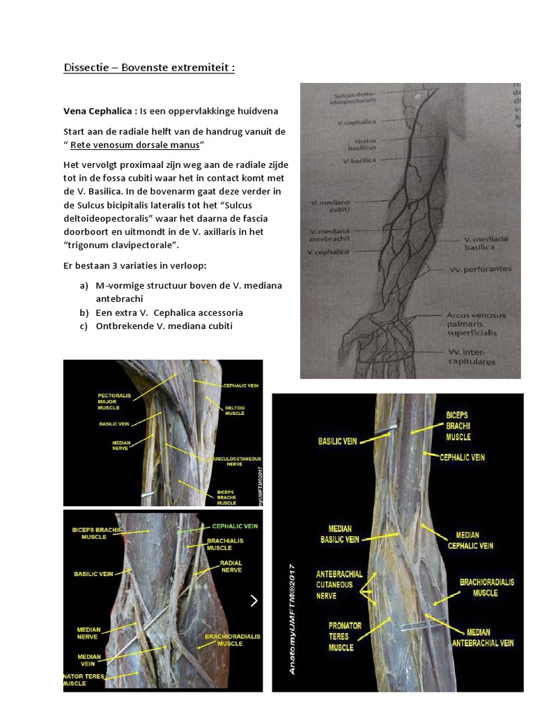 Dissectie | PDF
