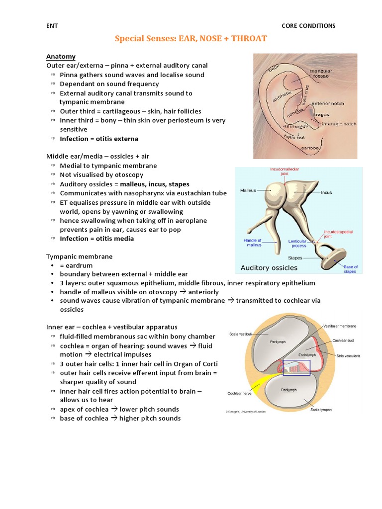 ENT Notes For Med Students | PDF | Ear | Hearing Loss