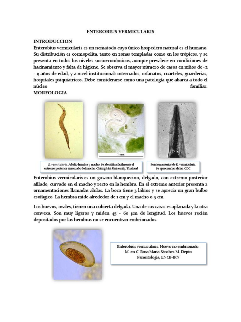 Enterobius Vermicularis Resumen | PDF | Inmunología | Medicina CLINICA