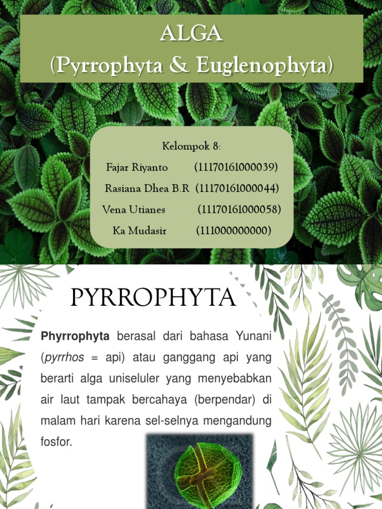 Pyrrophyta & Euglenophyta | PDF