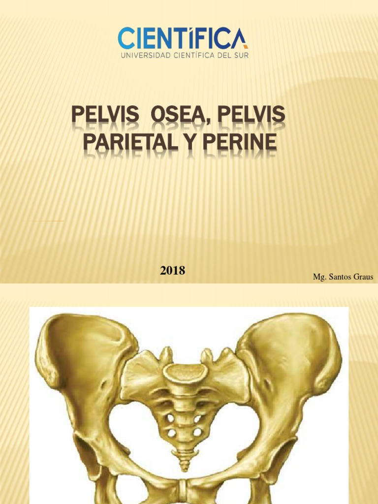 Pelvis Osea, Parietal y Perineo | PDF | Pelvis | Anatomía humana
