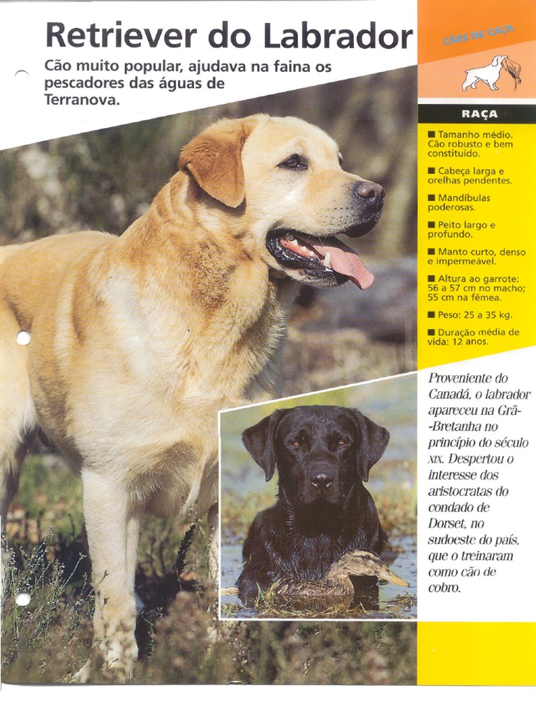 Labrador Retriever | PDF