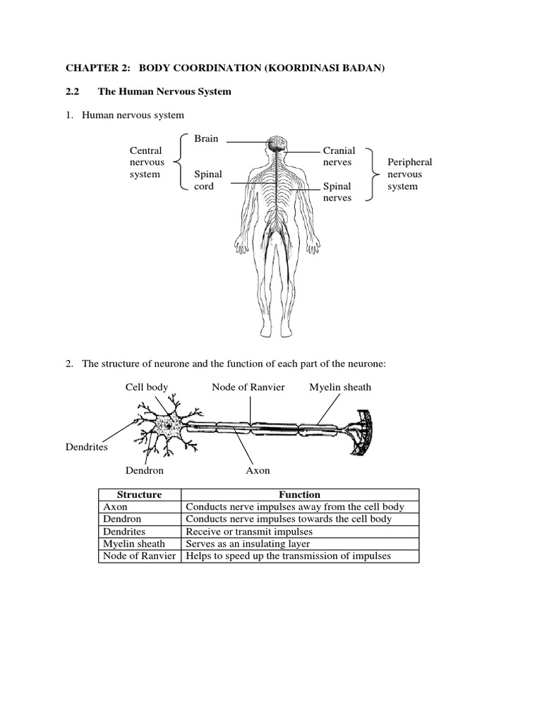 Chapter 2 Body Coordination | PDF | Neuron | Myelin