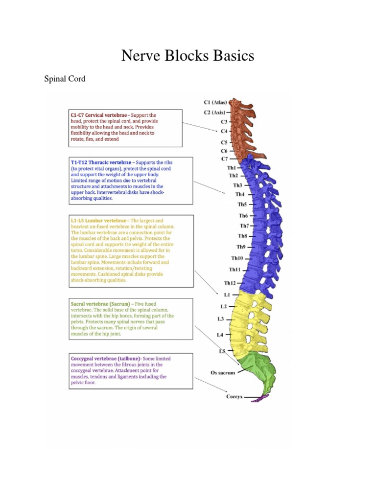 Nerve Blocks Basics | PDF | Spinal Cord | Neuron