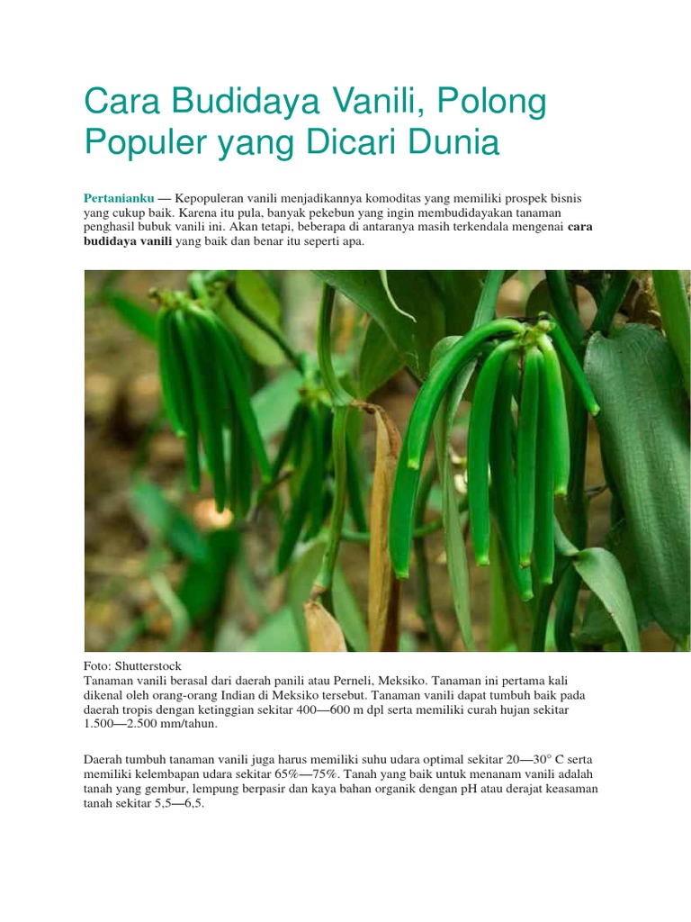 Cara Budidaya Vanili | PDF