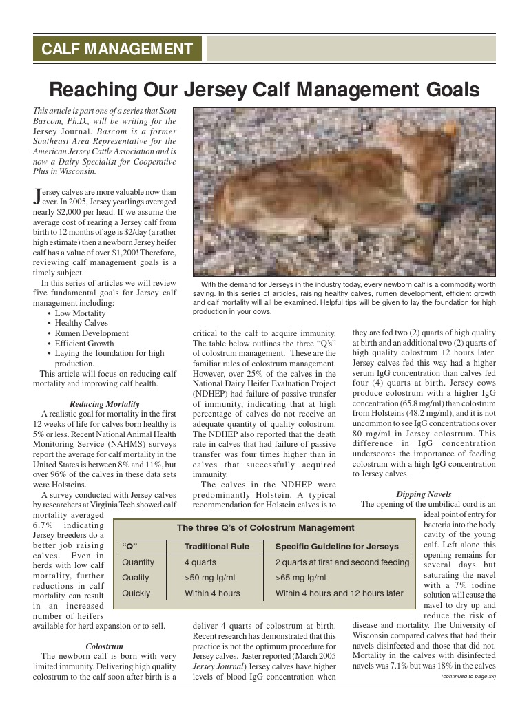 Jersey Calf Management Goal | PDF | Calf | Cattle