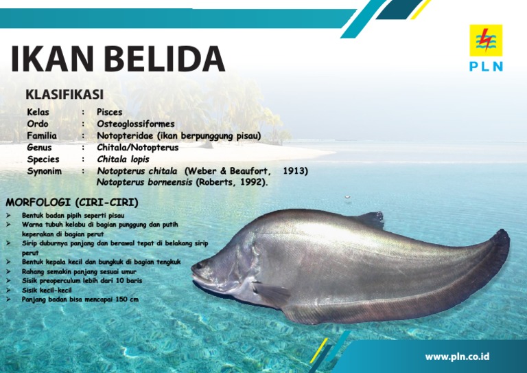 Poster A3 Belida | PDF