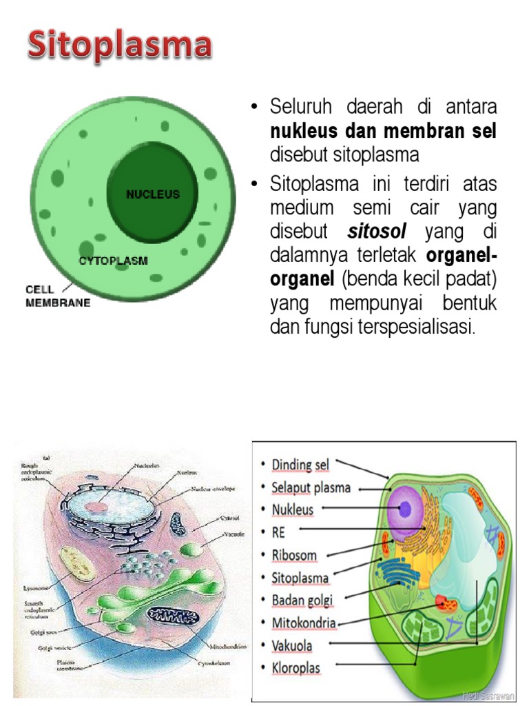 Kuliah 3. Sitoplasma Dan Organel Sel | PDF