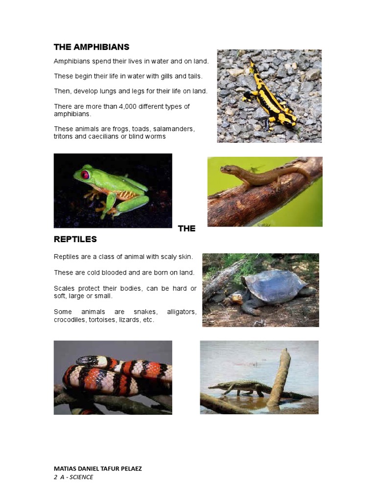 The Amphibians | PDF