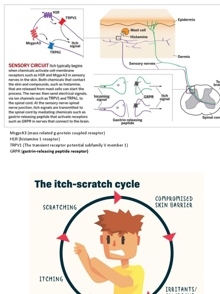 PR Presentasi Itching | PDF
