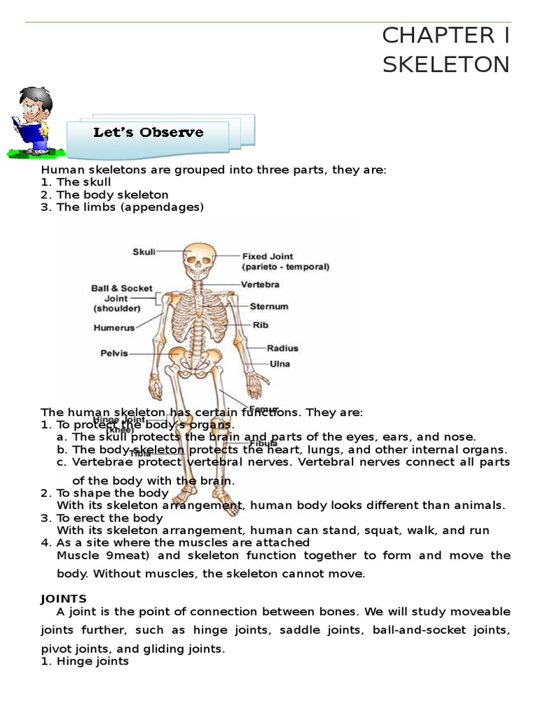 Skeleton: Joints | PDF | Skeleton | Joint