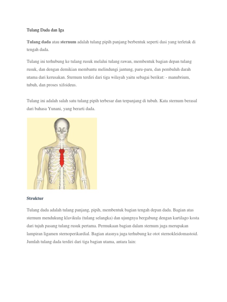 MAKALAH Tulang Dada Dan Iga | PDF