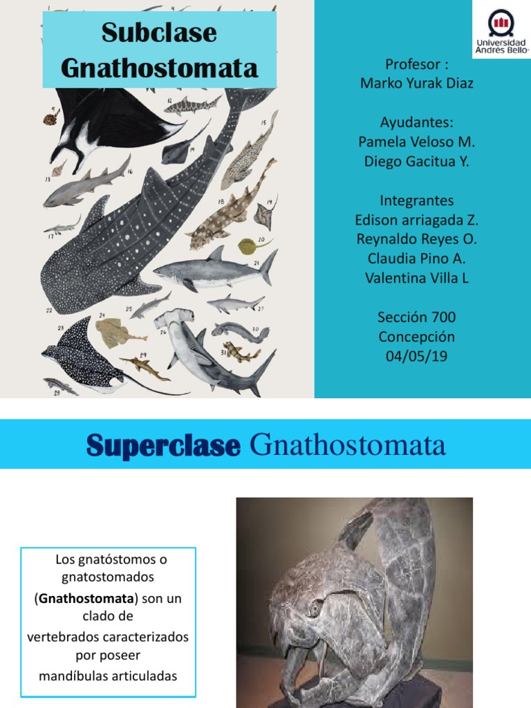 Subclase Gnathostomata | PDF | Pescado | Vertebrados